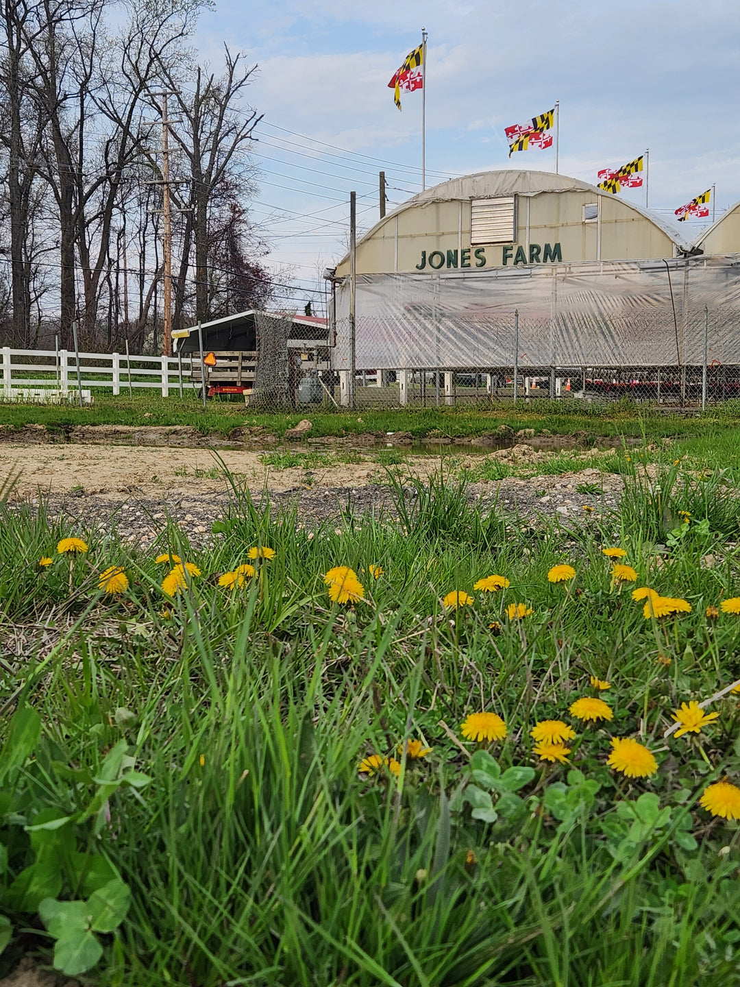 Fresh Local Foods at your Fingertips – Jones Family Farm